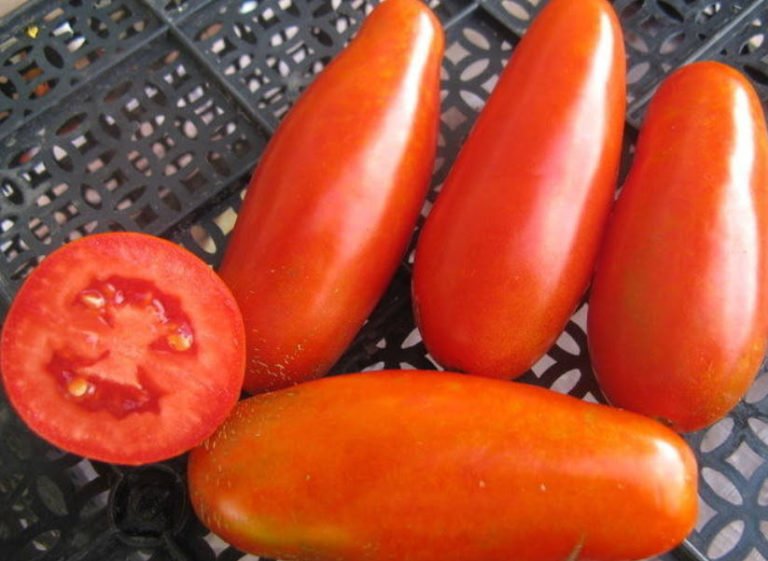 Tomatoes of Unusual Shape Ribbed and Long-Fruited