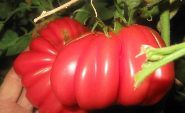 Tomatoes of Unusual Shape Ribbed and Long-Fruited