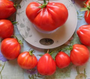 Tomatoes of Unusual Shape Ribbed and Long-Fruited