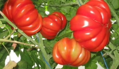 Tomatoes of Unusual Shape Ribbed and Long-Fruited