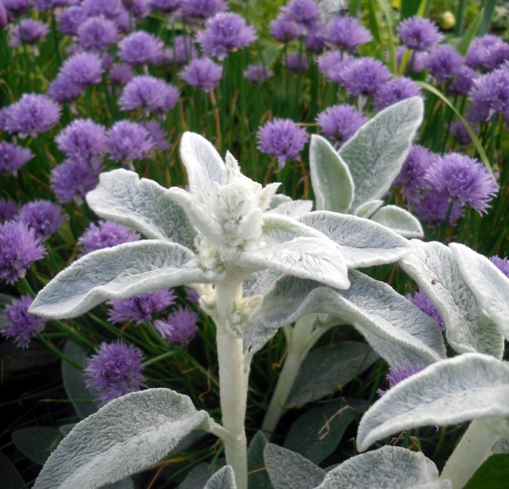 Amazing Plant - Stachys Byzantina