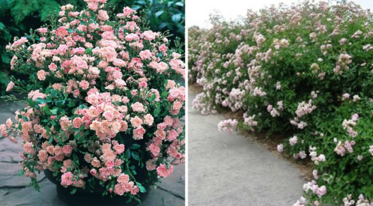 10 of the Best Varieties of Polyanthus Roses