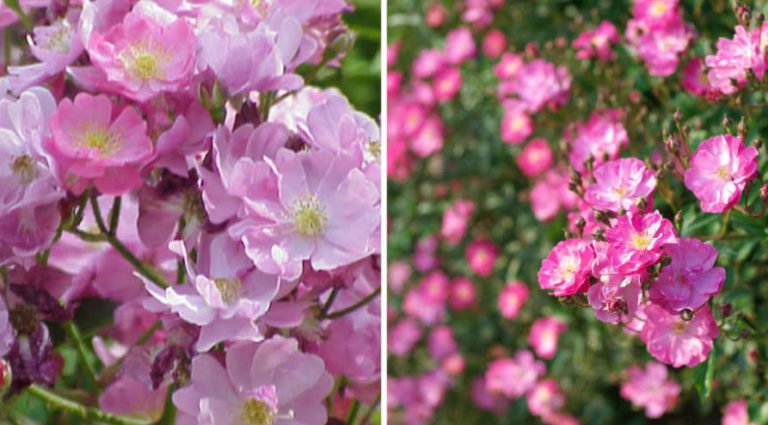 10 of the Best Varieties of Polyanthus Roses