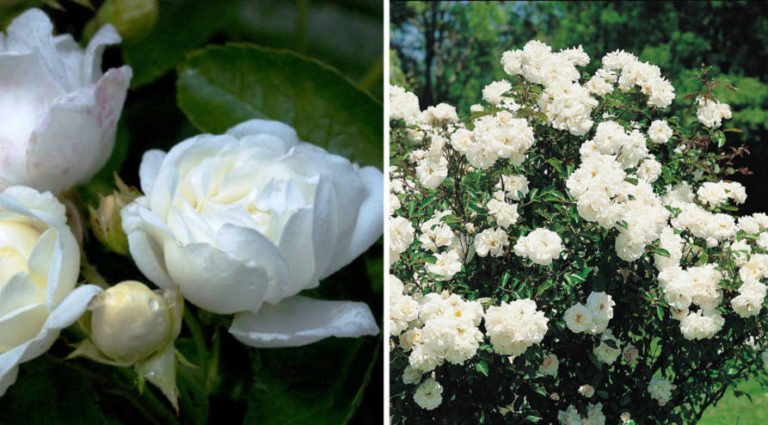 10 of the Best Varieties of Polyanthus Roses