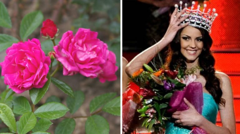 10 of the Best Varieties of Polyanthus Roses