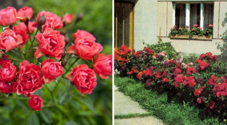 10 of the Best Varieties of Polyanthus Roses