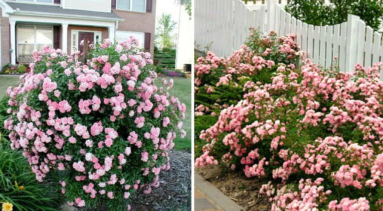 10 of the Best Varieties of Polyanthus Roses