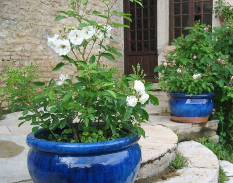 10 of the Best Varieties of Polyanthus Roses