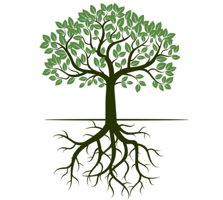 Crowns are Very Different, or How the Tree is Arranged