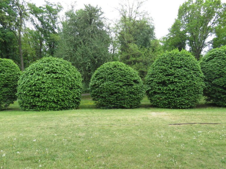 Crowns are Very Different, or How the Tree is Arranged