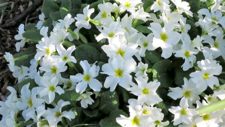 How to Propagate Primula by Dividing the Bush - Best Landscape Ideas