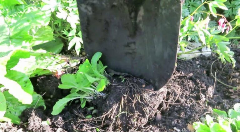 How to Propagate Primula by Dividing the Bush