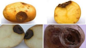Fungal and Bacterial Rot of Potatoes. Part 2