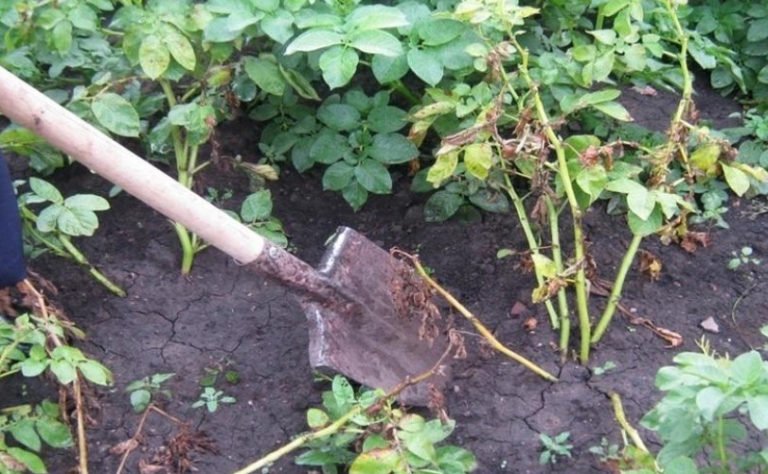 Fungal and Bacterial Rot of Potatoes. Part 2