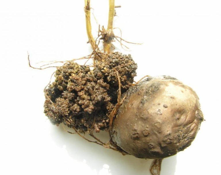 Fungal and Bacterial Rot of Potatoes. Part 2