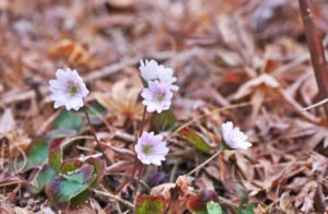 Hepatica Meets Spring