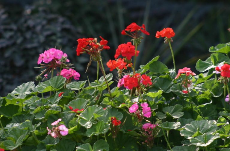 10 Plants Blooming in August. Part 2