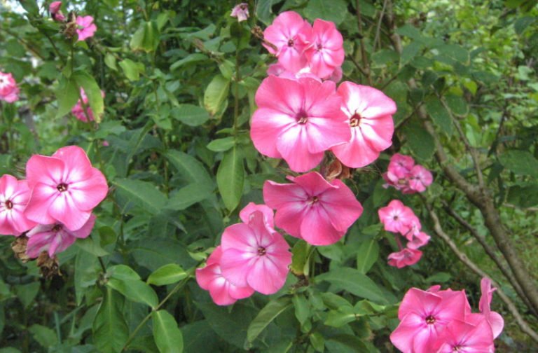 10 Plants Blooming in August. Part 2