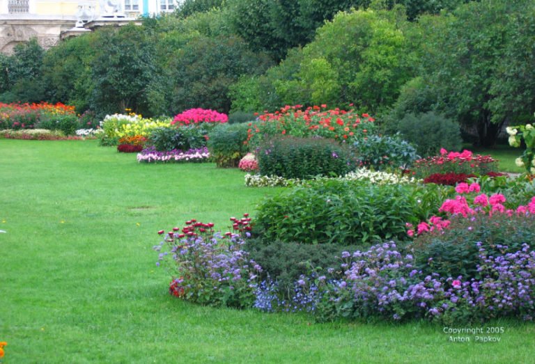 10 Plants Blooming in August. Part 1