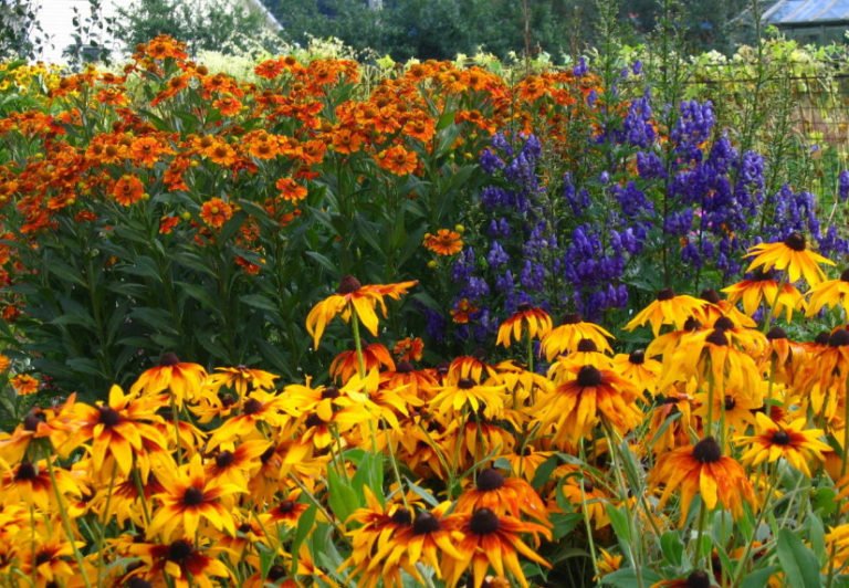 10 Plants Blooming in August. Part 1