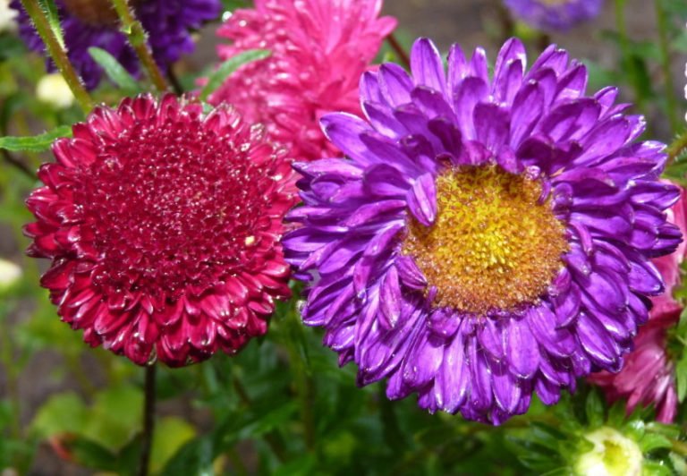 10 Plants Blooming in August. Part 1