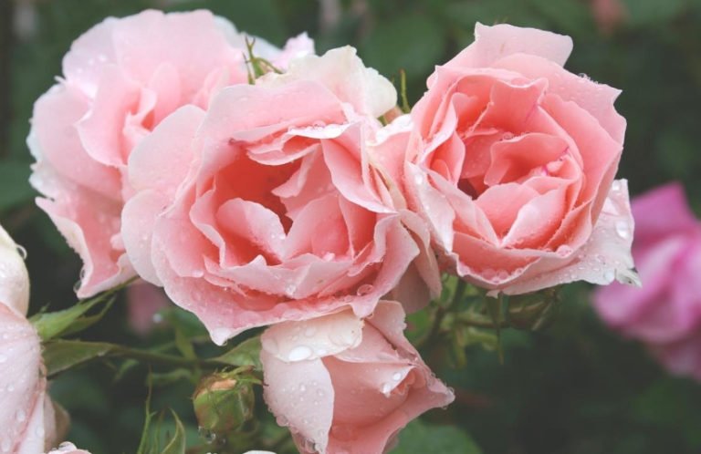 15 Best Varieties of Grandiflora Roses - Best Landscape Ideas