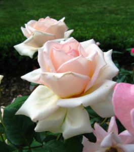 15 Best Varieties of Grandiflora Roses