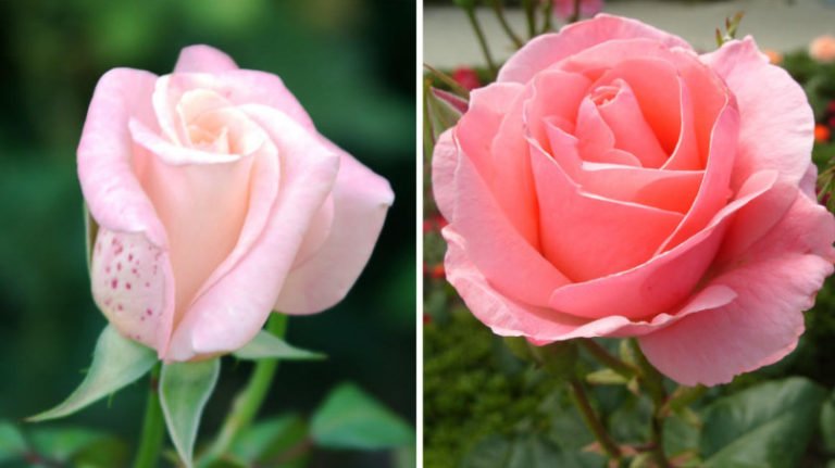 15 Best Varieties of Grandiflora Roses