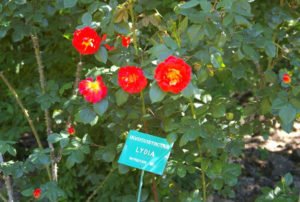 15 Best Varieties of Shrub Roses