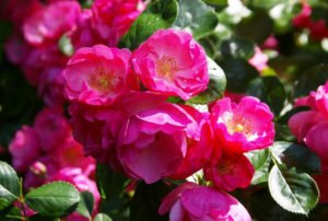15 Best Varieties of Shrub Roses