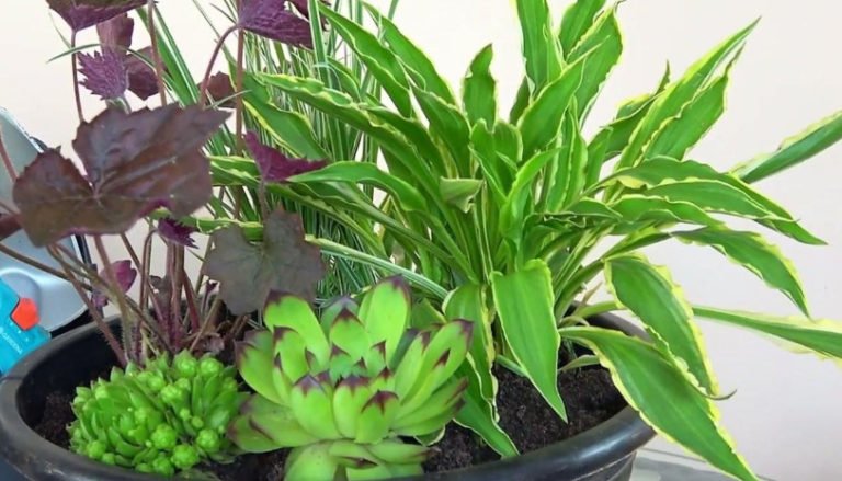 Composition of Ornamental Plants - Best Landscape Ideas