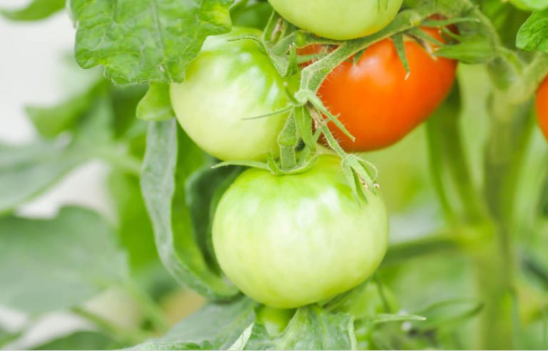 Fertilizing Tomatoes During Fruiting - Best Landscape Ideas