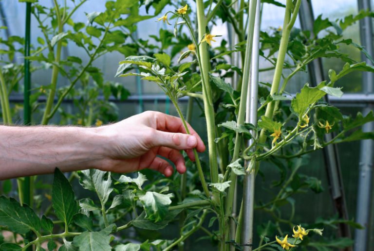 As a Side-Shoot Removing Tomato Correctly - Best Landscape Ideas As a Side-Shoot Removing Tomato Correctly - Best Landscape Ideas