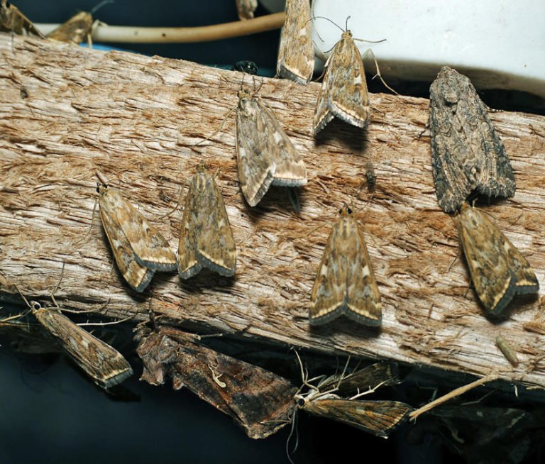 Meadow Moth: a Dangerous Pest With a Tender Name