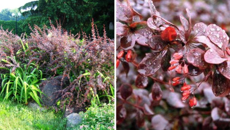 Red-Leaf Shrubs for Contrasting Compositions
