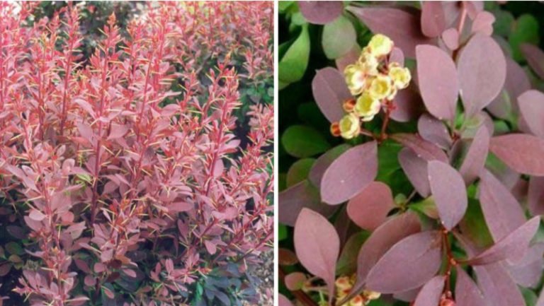 Red Leaf Shrubs For Contrasting Compositions Best Landscape Ideas