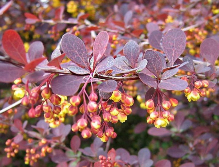 Red-Leaf Shrubs for Contrasting Compositions