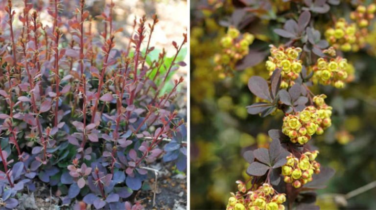 Red-Leaf Shrubs for Contrasting Compositions