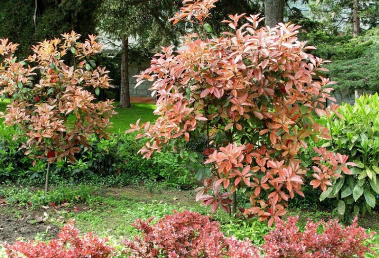 Red Leaf Shrubs For Contrasting Compositions Best Landscape Ideas