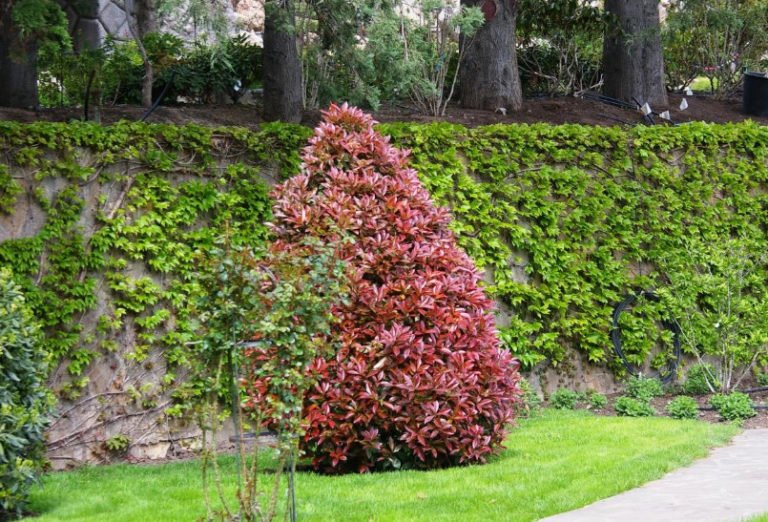 Red-Leaf Shrubs for Contrasting Compositions