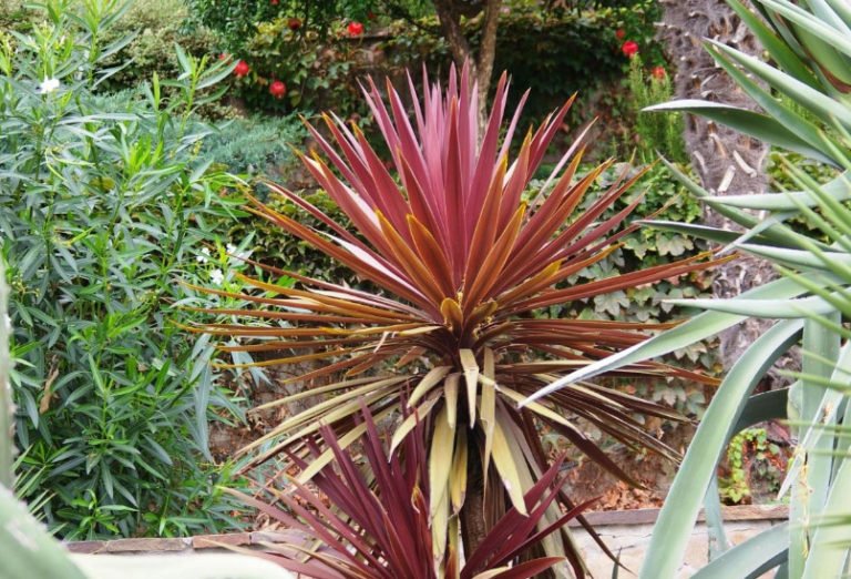 Red-Leaf Shrubs for Contrasting Compositions