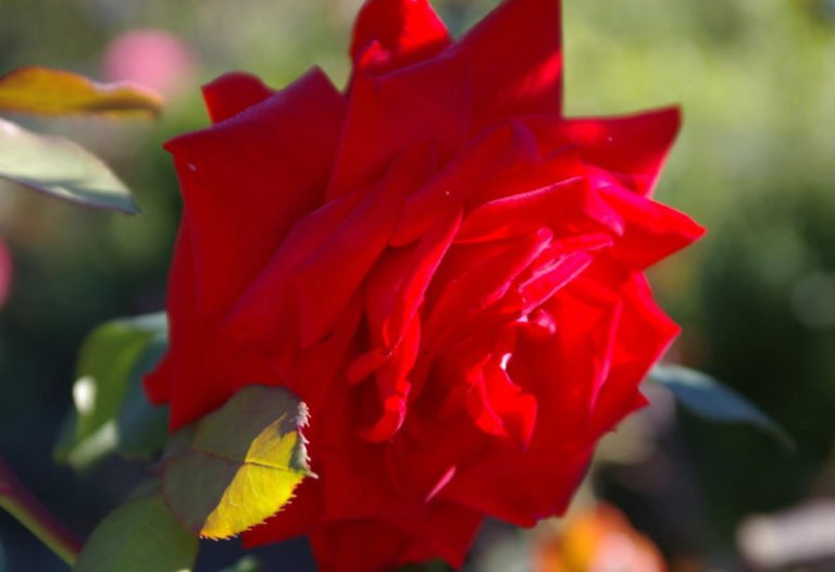 The Best Floribunda Roses: Pink and Red