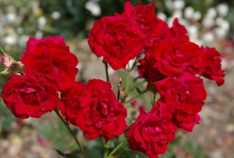 The Best Floribunda Roses: Pink and Red