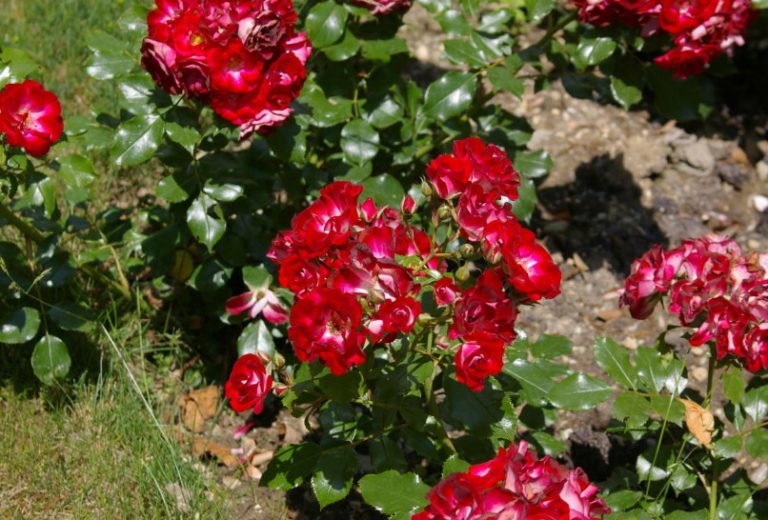 The Best Floribunda Roses: Pink and Red