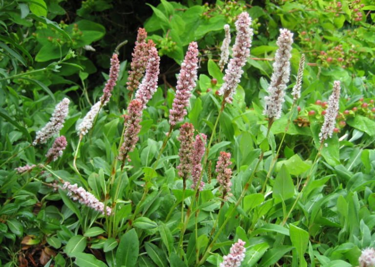 Amazing Polygonum - Species and Features - Best Landscape Ideas