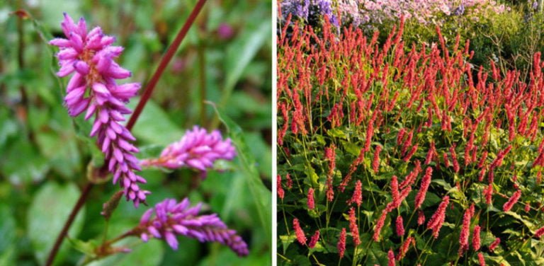 Amazing Polygonum - Species and Features