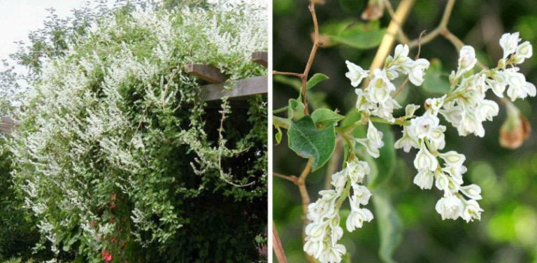 Amazing Polygonum - Species and Features
