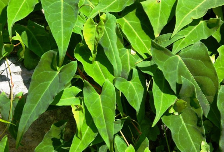 Amazing Polygonum - Species and Features