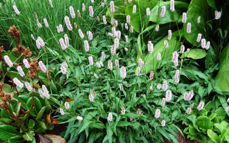 Amazing Polygonum - Species and Features