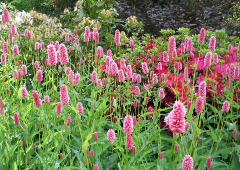 Amazing Polygonum - Species and Features